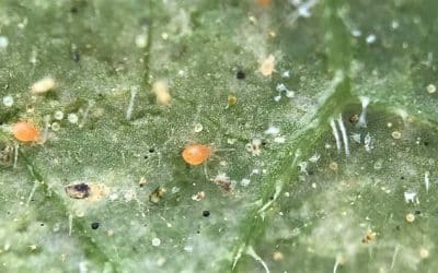 Centre de r&d agroalimentaire - Centre de recherche agroalimentaire de ...